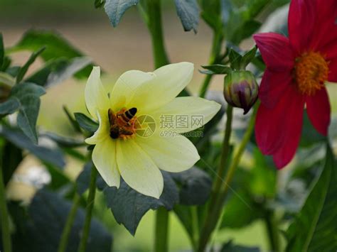 蜜蜂从花园里的黄色大丽花中吮吸花蜜高清图片下载 正版图片504351192 摄图网
