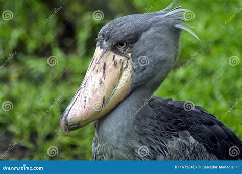 Shoebill Crane Stock Image Image Of Looking Beak Fowl 16728467