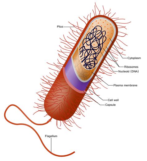 Cell Encyclopedia Mdpi
