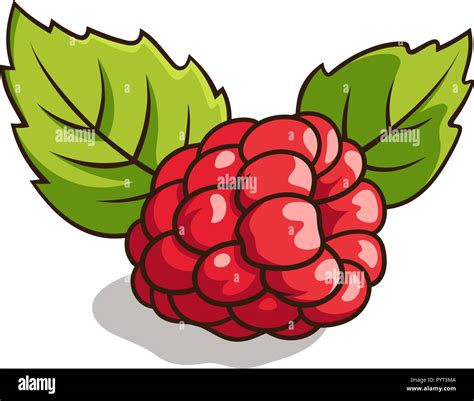 Vector Illustration Of Fresh Ripe Raspberry With Green Leaves Isolated On White Stock Vector