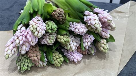 5 Stems Hyacinth Zoumpoulia Sakura By Loizos Loizou