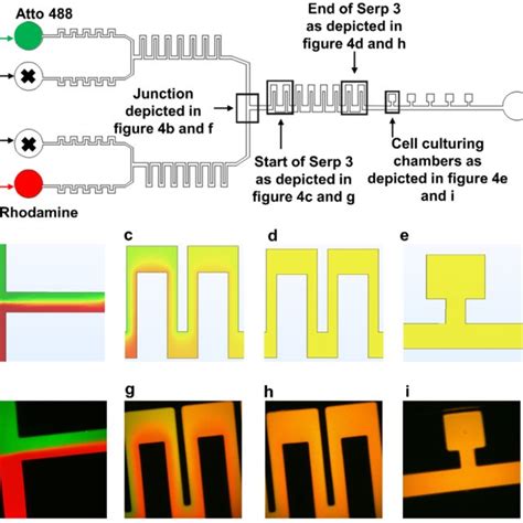 Mixing 2 Different Fluids Using Microfluidic Mixer Part Of The Device Download Scientific