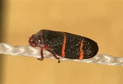 The Truth About Spittlebugs Biting Myths Vs Facts Whats That Bug