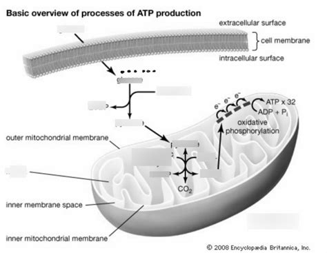Chapter 9 Cellular Respiration Diagram Quizlet