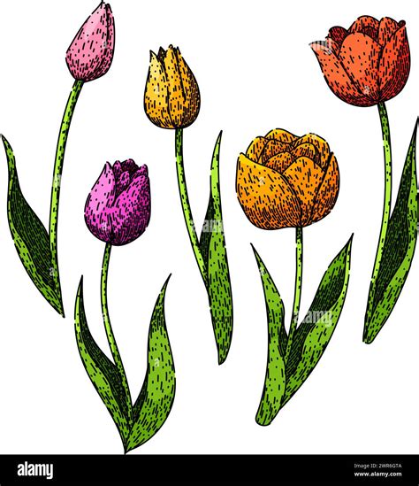 Tulip Set Sketch Hand Drawn Vector Stock Vector Image And Art Alamy