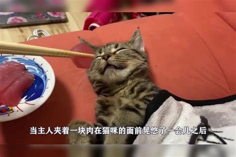 猫咪装睡怎么都叫不醒，直到主人拿出吃的，接下来忍住别笑猫咪主人
