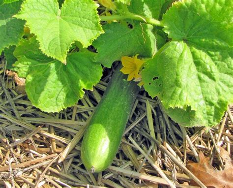 7 Delicious Burpless Cucumbers Growing Tips Grow Your Yard