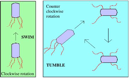[pdf] bacterial foraging optimization algorithm theoretical foundations analysis and