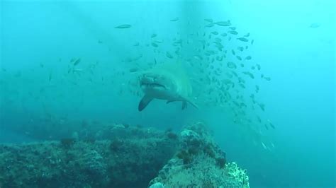 Frying Pan Tower Shark Cam 54 Koleksi Gambar