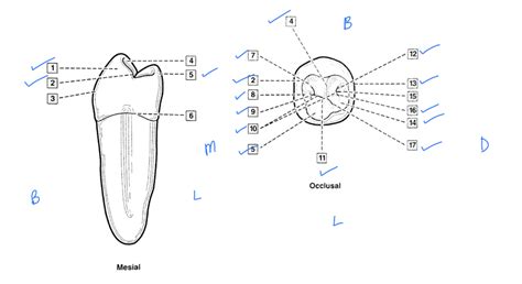 Mandibular Right Second Premolar Diagram Quizlet
