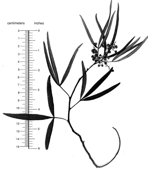 African Sumac Tree Root System At Arnold Emerson Blog