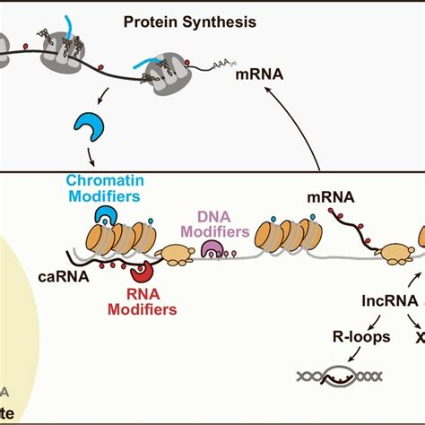 An Integrated Model Of How Rna Modifications Influence The Epigenetic