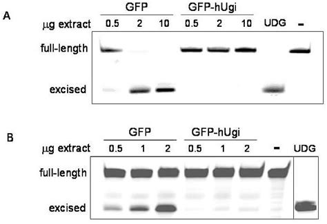 Figure 1 From Uracil Incorporation Into Genomic Dna Does Not Predict Toxicity Caused By