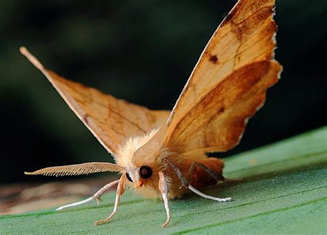 Как избавиться от платяной моли в квартире рабочие хитрости от дезинфектолога новости моль