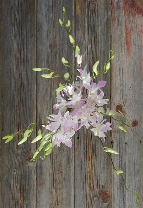 Wholesale Lavender Dendrobium Orchids Delivered Online Flowerfarm