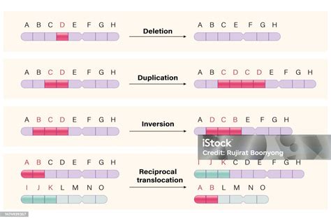 Alteration Of Chromosome Structure Deletion Duplication Inversion Translocation向量圖形及更多癌症圖片 Istock