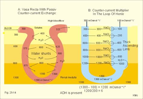 What Is The Purpose Of A Cortical Nephron R Askscience