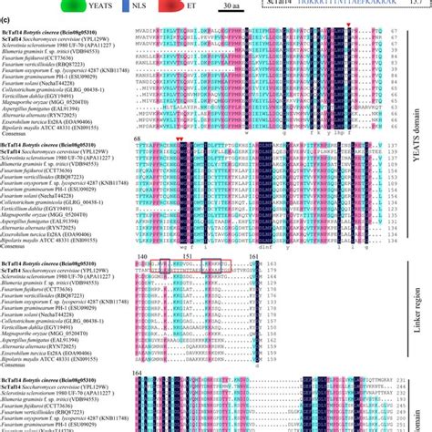 Taf14 Proteins Are Conserved In Different Fungi A Structural Diagram