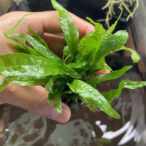 雞籠魚仔舖不死系 鐵皇冠 水草 入門水草 陰性草 露天市集 全台最大的網路購物市集