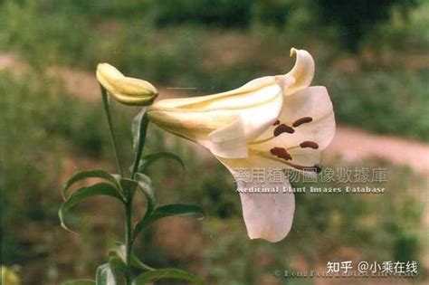 百合（中药材资料、植物图像、含百合的中成药） 知乎