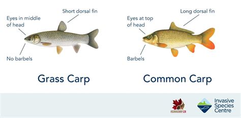 Common Carp Vs Grass Carp