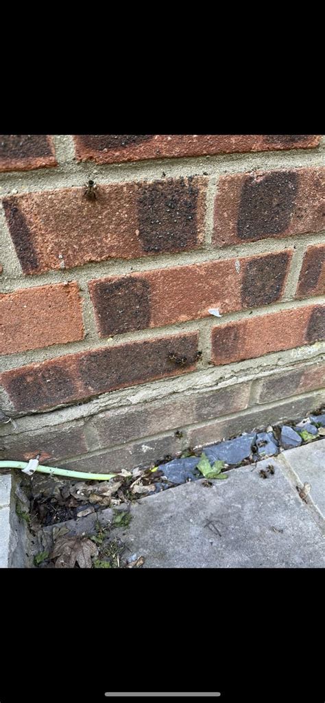 Wasp Problem Rwasps