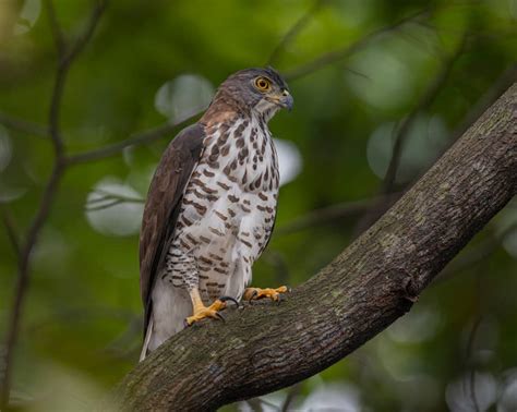 Crested Goshawk The Ultimate Guide Operation Migration