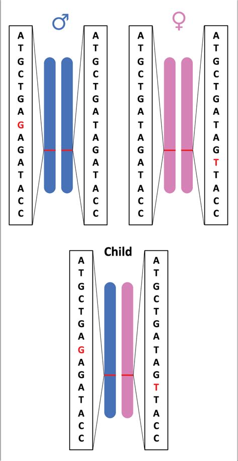 Figure 1 From Compound Heterozygous Variants In Pediatric Cancers A