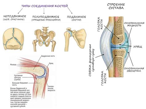 Опорно двигательная система Строение состав и типы соединения костей презентация онлайн