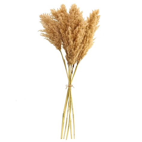 Pampas Natural Grass Bundle 75cm Dunelm