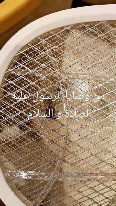 وصايا الرسول عليه الصلاة و السلام صلواعلىالنبي Shortvideo