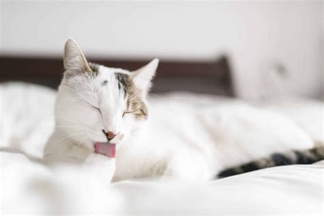 Why Does My Cat Lick Me 8 Reasons Your Cat Loves To Lick You