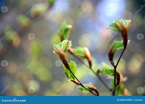 Group Of New Beech Leaves In Bloom With Bokeh Effect Stock Image