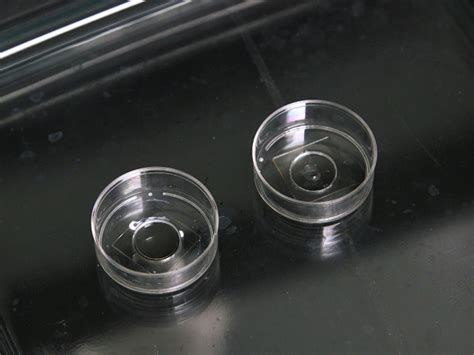 Video A High Throughput Cell Microarray Platform For Correlative Analysis Of Cell