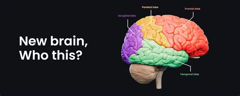 Anatomy App News In December Blog Anatomy App Learn Anatomy 3d Models Articles And Quizzes