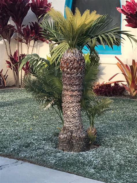 This Palm Tree R Mildlypenis