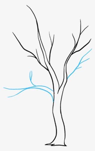 How To Draw A Cartoon Tree Tree Drawing Cartoon 678x600 PNG Download PNGkit