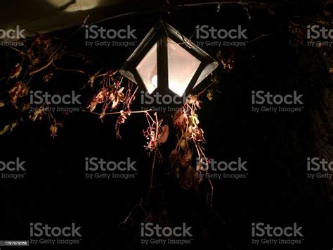 야외 빈티지 전기 램프와 가을에 는 길에서 희미해진 잎과 어두운 열매가있는 기어 다니는 식물의 처진 가지가 있는 빛나는 전구가