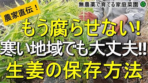 【最新版】 種生姜の長期保存方法【有機農家直伝！無農薬で育てる家庭菜園】 22111 Youtube