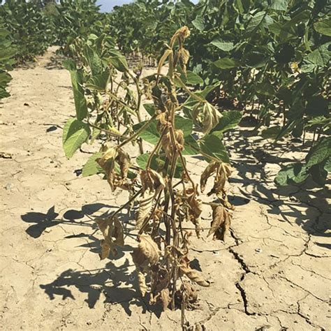 Phytophthora Root Rot Still A Concern Farmtario