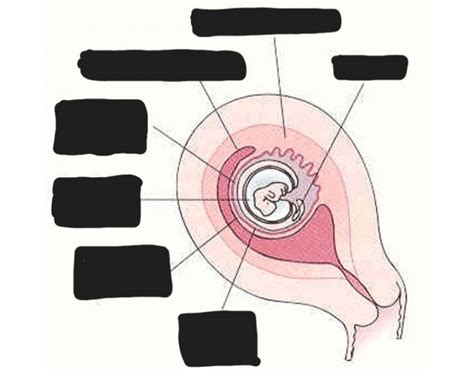 Decidualized Endometrium Layers Quiz