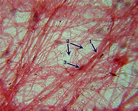 Week 4 Practice Quiz Flashcards Quizlet