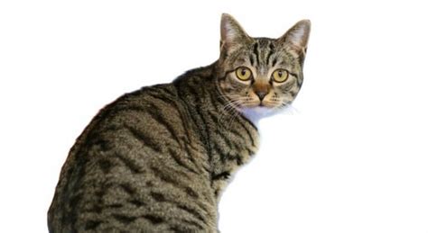 Dragon Li Cat Breed Size Appearance And Personality