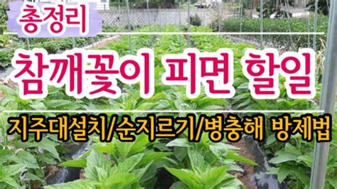 참깨꽃이 피면 해줘야할 것 총정리참깨병충해방제참깨순지르는시기참깨배수로정비참깨병충해방제pls제도참깨지주대