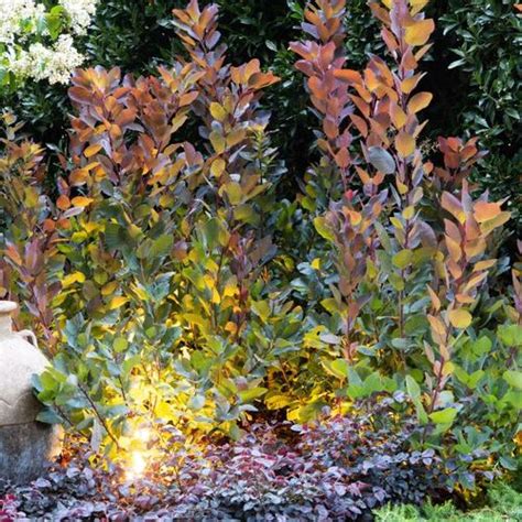 Cotinus X Grace Warners Nurseries