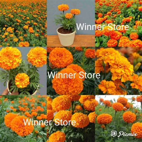 60 Kotok Randa Kencana Ades Amarello African Astec American Big Marigold Orange Oranye Biji