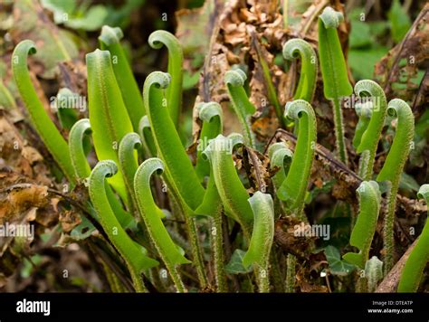 Young Fronds Of Asplenium Scolopendrium Unfurling In Cann Wood