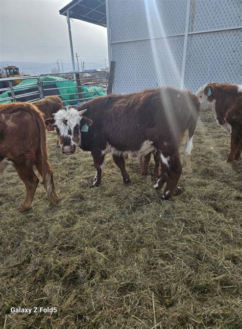 Мал аж ахуйн тоног Мал аж ахуйн тоног төхөөрөмж худалдаа