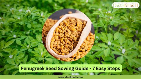 How To Sow Fenugreek Seeds Learn Fenugreek Farming In 7 Simple Steps