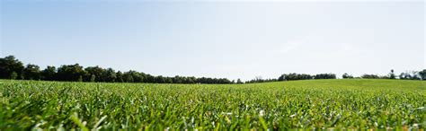 Different Type Of Grass And Finding The Right Type